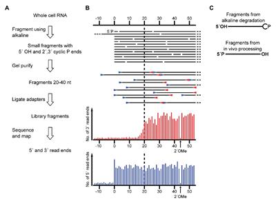 Frontiers | The 23S Ribosomal RNA From Pyrococcus furiosus Is ...