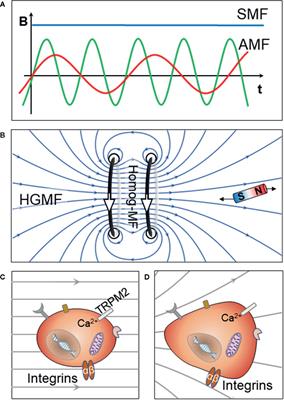 Frontiers | Innate Immune Regulation Under Magnetic Fields With ...
