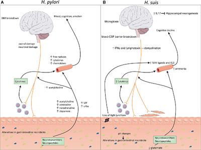 Frontiers | Helicobacter and the Potential Role in Neurological ...