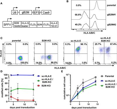 Frontiers | HLA Class I Knockout Converts Allogeneic Primary NK Cells ...