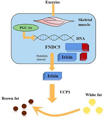 Frontiers | The Neuroprotective Effect of Irisin in Ischemic Stroke