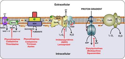 Frontiers | Terminal Respiratory Oxidases: A Targetables Vulnerability ...