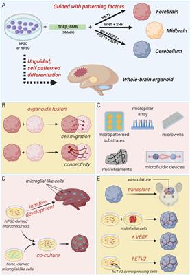 Frontiers | Brain Organoids as Model Systems for Genetic ...