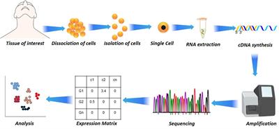 Frontiers | Single-Cell Transcriptomics: Current Methods and Challenges ...
