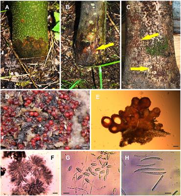 Frontiers | Development of Neonectria punicea Pathogenic Symptoms in ...