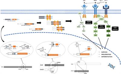 Frontiers | NTRK Fusions and TRK Inhibitors: Potential Targeted ...