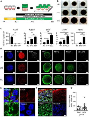 Frontiers | Simplified Brain Organoids for Rapid and Robust Modeling of ...