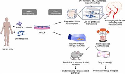 Frontiers | Applying hiPSCs and Biomaterials Towards an Understanding ...