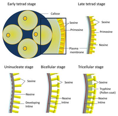 Frontiers | A Complex Journey: Cell Wall Remodeling, Interactions, and ...