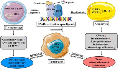 Frontiers | PPAR-α Modulators as Current and Potential Cancer Treatments