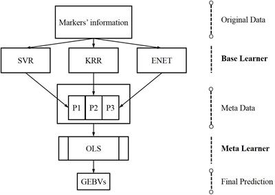 Frontiers | A Stacking Ensemble Learning Framework for Genomic Prediction