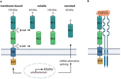 Frontiers | Role of Fibroblast Growth Factor 23 (FGF23) and αKlotho in ...