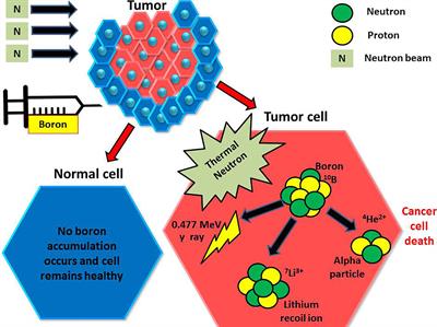 Frontiers | Boron Neutron Capture Therapy: A Review of Clinical ...