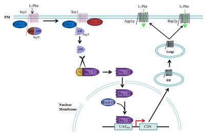 Frontiers | Sensing, Uptake and Catabolism of L-Phenylalanine During 2 ...