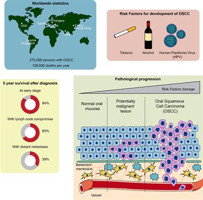 Frontiers | Role of Autophagy in the Microenvironment of Oral Squamous ...