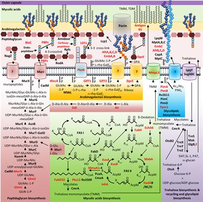 Frontiers | Cell Surface Biosynthesis and Remodeling Pathways in ...