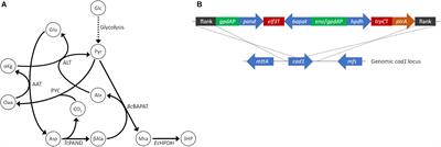 Frontiers | Integration of Proteomics and Metabolomics Into the Design ...