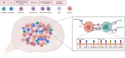 Frontiers | Driving Immune Responses in the Ovarian Tumor Microenvironment