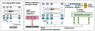 Frontiers | Predicting the Disease Risk of Protein Mutation Sequences ...