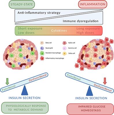 Frontiers | Innate Immunity Mediated Inflammation and Beta Cell ...
