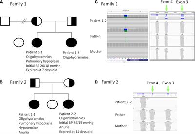Frontiers | Rapid Trio Exome Sequencing for Autosomal Recessive Renal ...