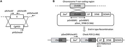 Frontiers | The Lack of SNARE Protein Homolog Syn8 Influences Biofilm ...