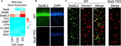 Frontiers | The Sez6 Family Inhibits Complement by Facilitating Factor ...