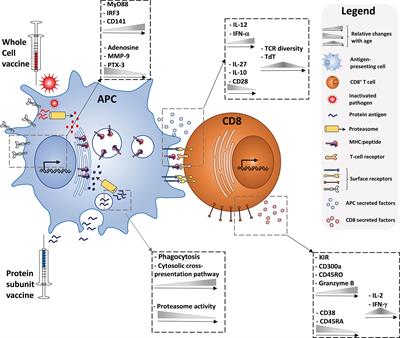 Frontiers | Vaccine-Induced CD8+ T Cell Responses in Children: A Review ...