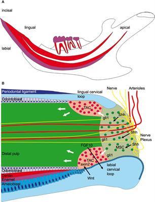 Mouse Teeth Anatomy