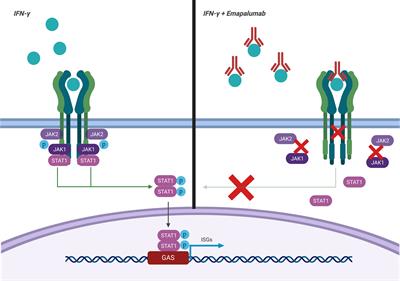 Frontiers | Novel Therapeutic Approaches to Familial HLH (Emapalumab in ...