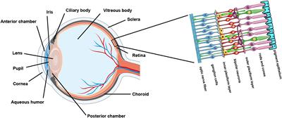 Frontiers | Ocular Microbiota and Intraocular Inflammation