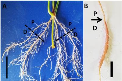 Frontiers | Proximal and Distal Parts of Sweetpotato Adventitious Roots ...