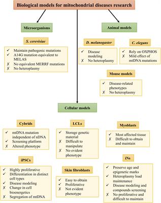 Frontiers | Advances in mt-tRNA Mutation-Caused Mitochondrial Disease ...