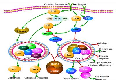 Frontiers | The Role of mTOR Inhibitors in Hematologic Disease: From ...