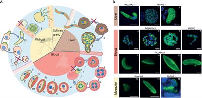 Frontiers | The Dynamic Roles of the Inner Membrane Complex in the ...