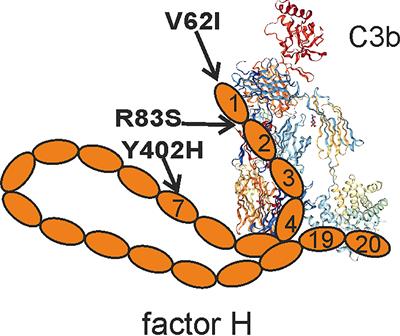 Frontiers | Function and Dysfunction of Complement Factor H During ...