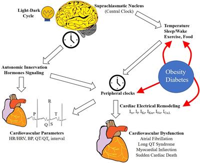 Frontiers | Circadian Mechanisms: Cardiac Ion Channel Remodeling and ...