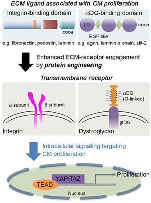 Frontiers | Engineering Extracellular Matrix Proteins to Enhance ...