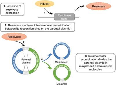 Frontiers | Minicircle Biopharmaceuticals–An Overview of Purification ...