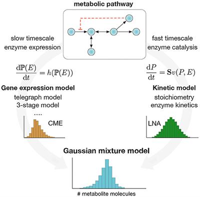 Frontiers | Computation of Single-Cell Metabolite Distributions Using ...
