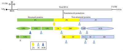 Frontiers | The Structure, Function, and Mechanisms of Action of ...