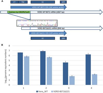 Frontiers | Deletion of BST2 Cytoplasmic and Transmembrane N-Terminal ...