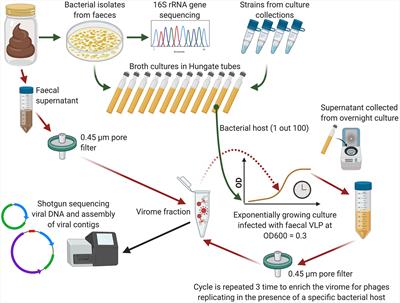 Frontiers | Probing the “Dark Matter” of the Human Gut Phageome ...
