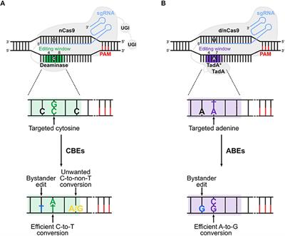 Frontiers | Base and Prime Editing Technologies for Blood Disorders