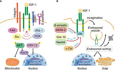 Frontiers | Controlled Signaling—Insulin-Like Growth Factor Receptor ...