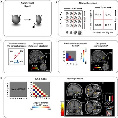 Frontiers | Map-Like Representations of an Abstract Conceptual Space in ...