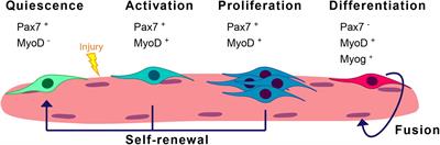 Frontiers | Assessing Autophagy in Muscle Stem Cells