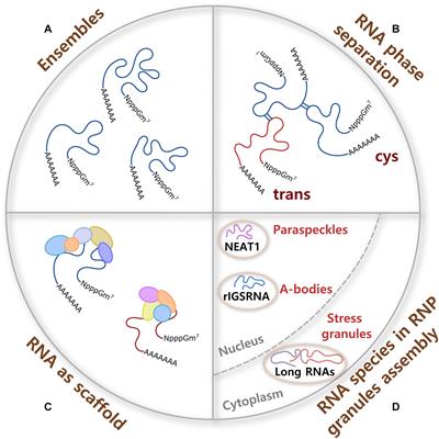 Frontiers | The Integral Role of RNA in Stress Granule Formation and ...