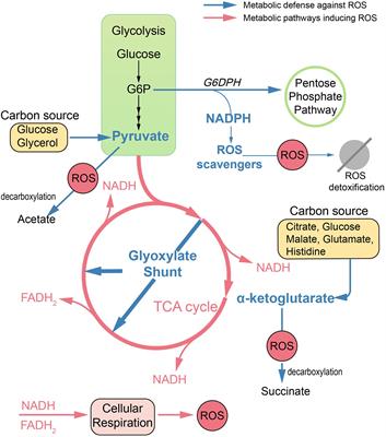 Frontiers | Reactive Oxygen Species in Pathogen Clearance: The Killing ...
