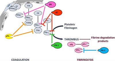 Frontiers | Serpins in Hemostasis as Therapeutic Targets for Bleeding ...